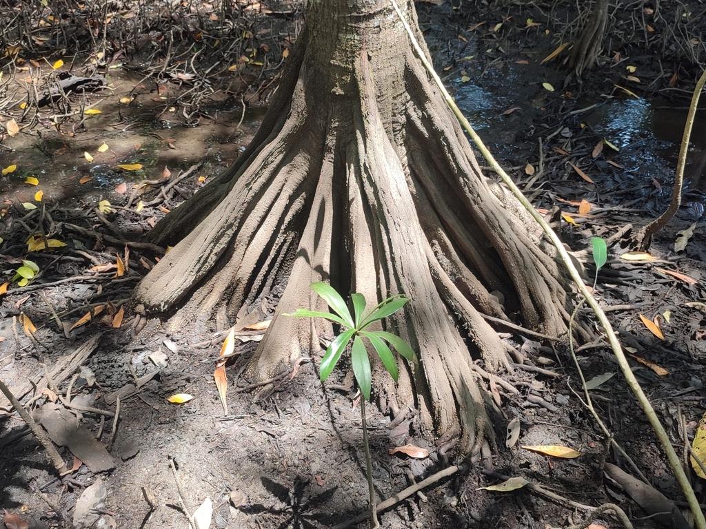 Tea Mangrove in March 2023 by Benoît Segerer · iNaturalist