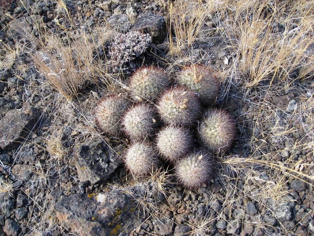 Columbia Plateau Cactus in September 2008 by John Brew. formerly ...