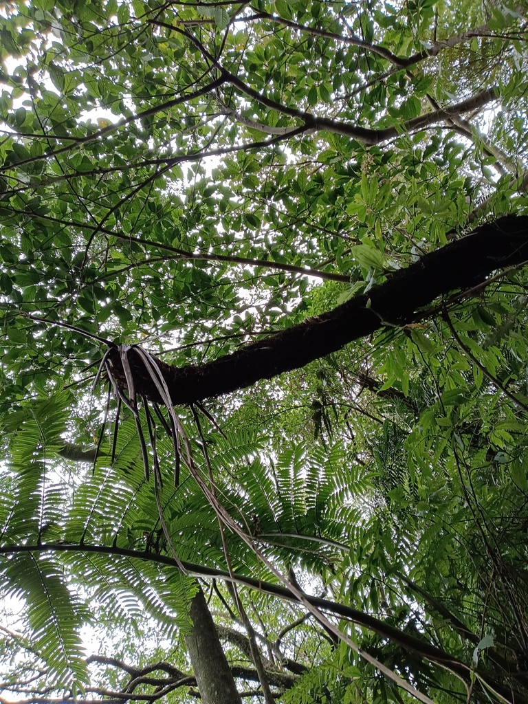 Spiny Tree Fern from 台灣台北 on March 4, 2023 at 01:36 PM by 山羌 · iNaturalist