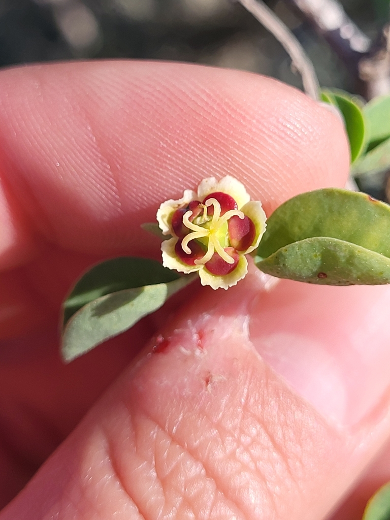 cliff spurge from 22952 B.C., México on March 02, 2023 at 03:33 PM by ...