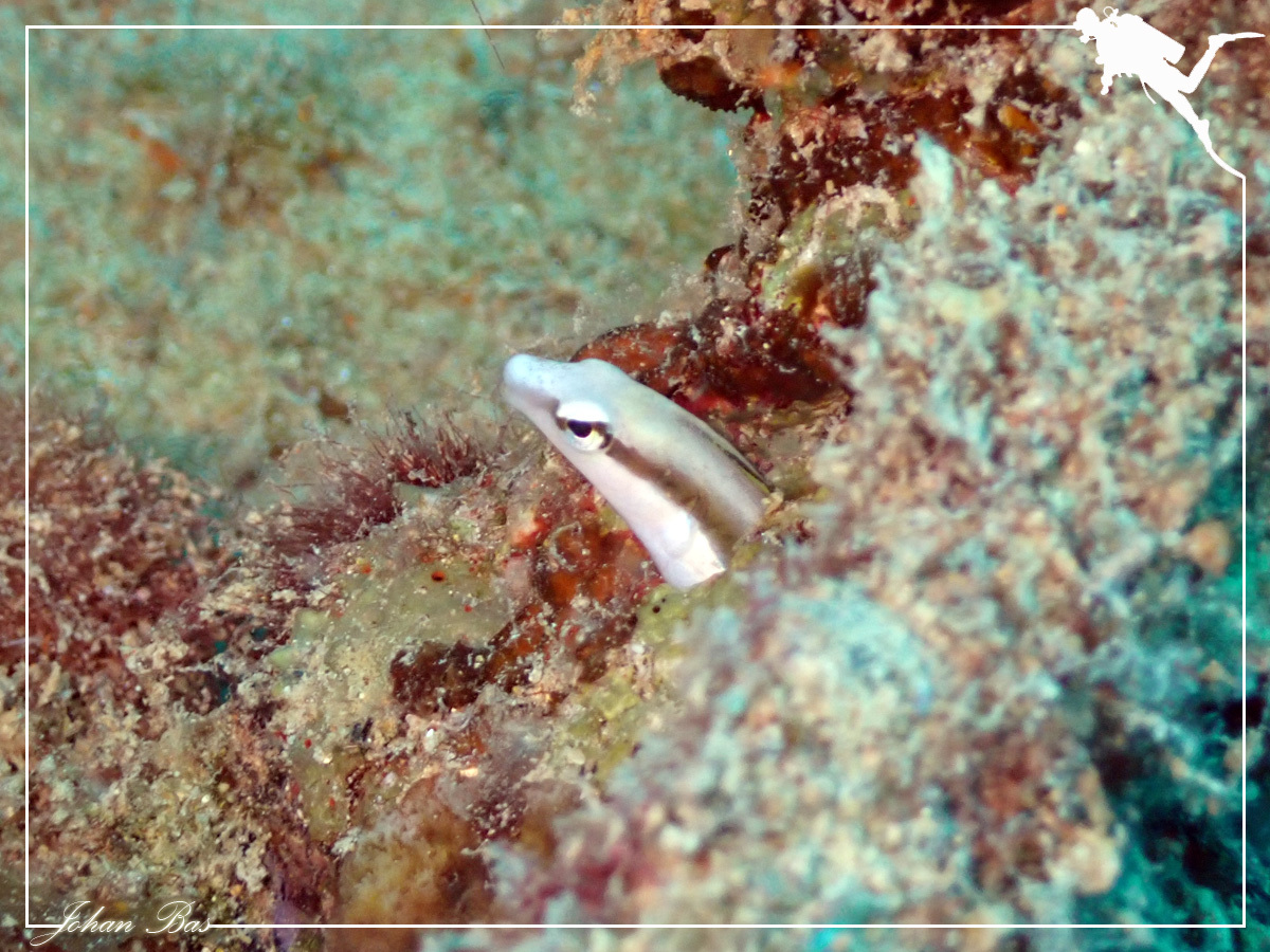 Aspidontus dussumieri (Valenciennes, 1836)