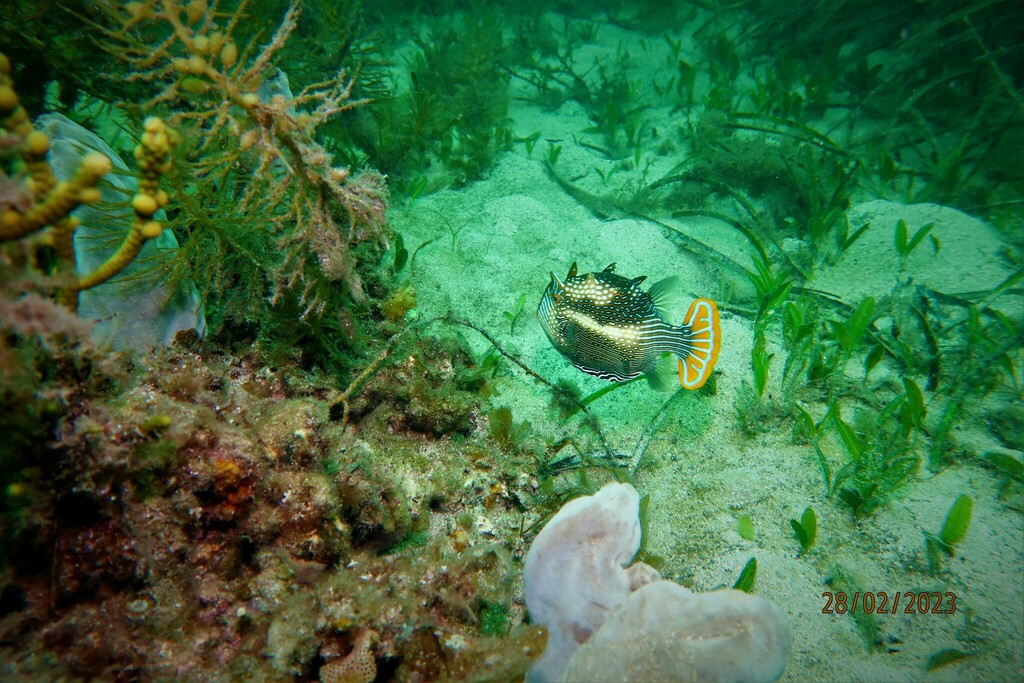 Ornate Cowfish from 5-7 Edith St, Edithburgh SA 5583, Australia on ...