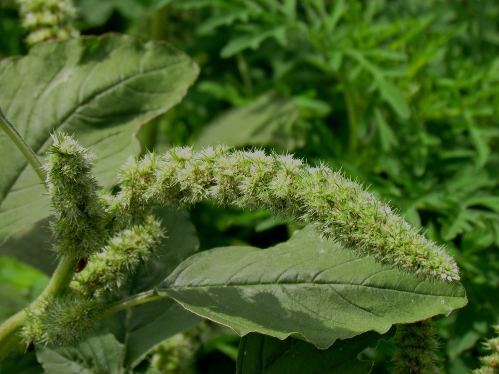 amaranths (Amaranthus) - Botanical Realm