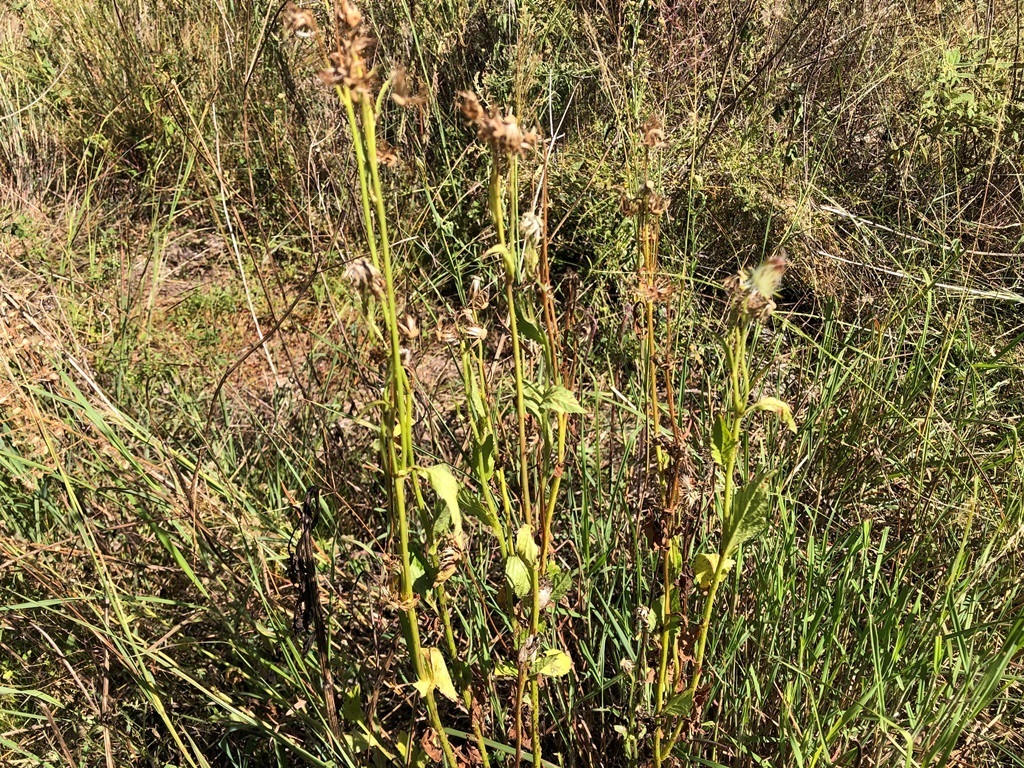 redflower ragleaf from Coochin QLD 4310, Australia on March 05, 2023 at ...