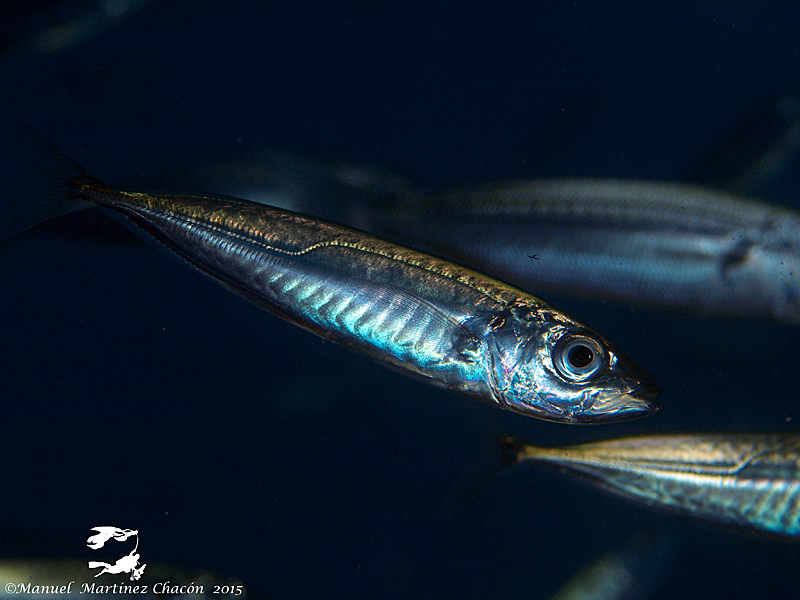 Atlantic Horse Mackerel (Trachurus trachurus) - Marine Life Identification
