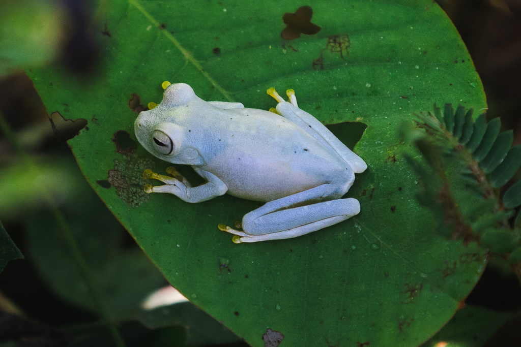 Rosenberg's Gladiator Frog from Provinz Puntarenas, Costa Rica on ...