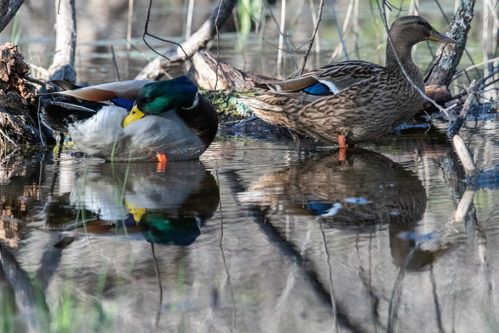 Mallard from North Central, Carrollton, TX, USA on March 05, 2023 at 04 ...