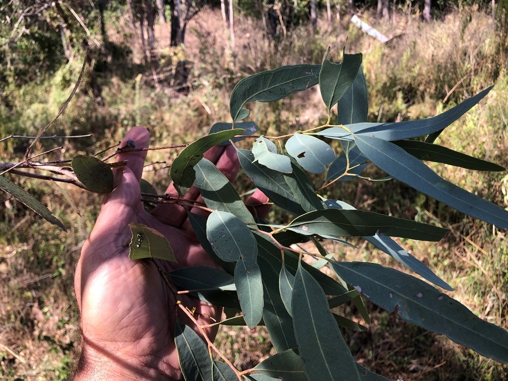 Northern Grey Ironbark from Coochin QLD 4310, Australia on March 5 ...