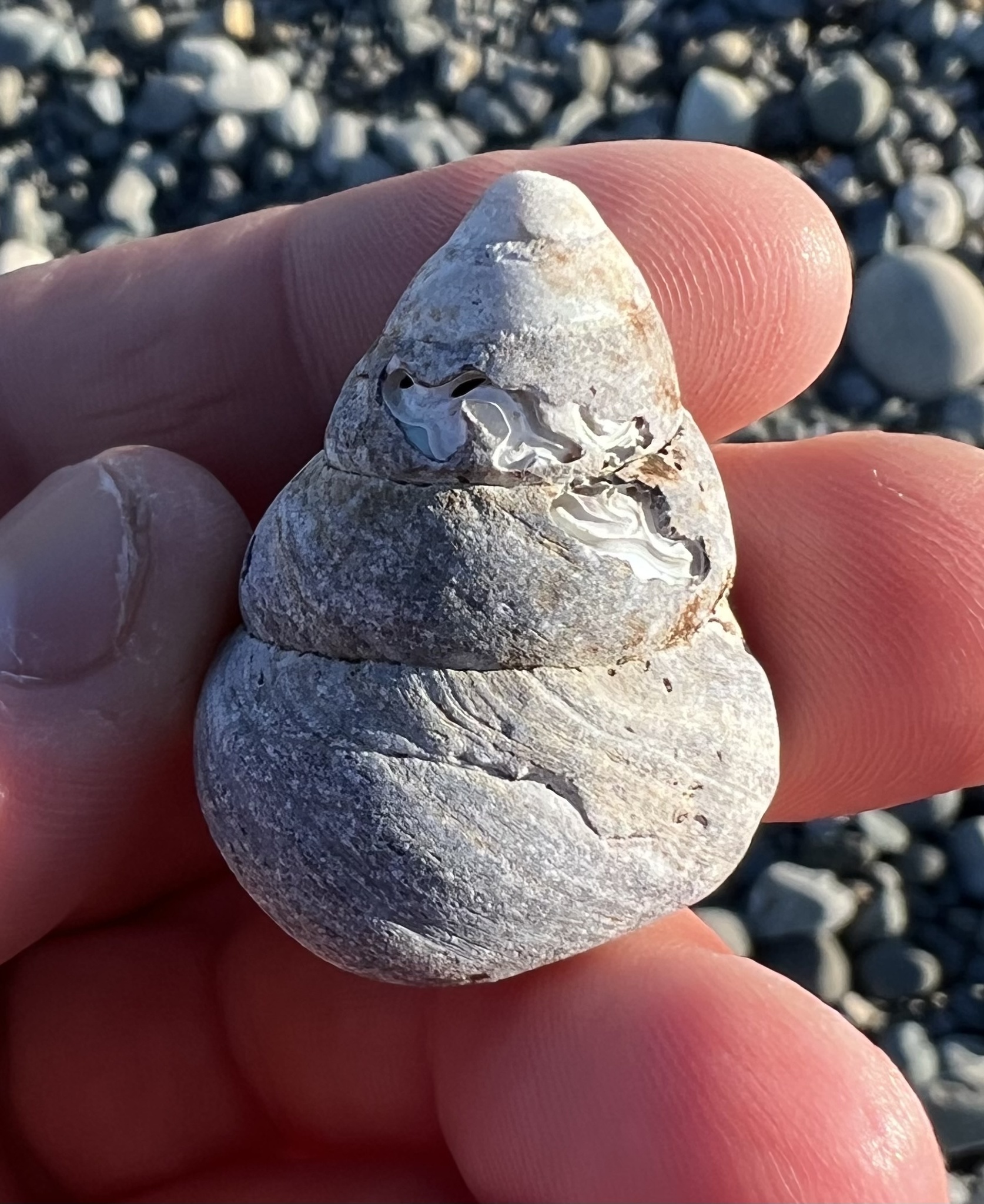 Tegula pulligo (Gmelin, 1791)