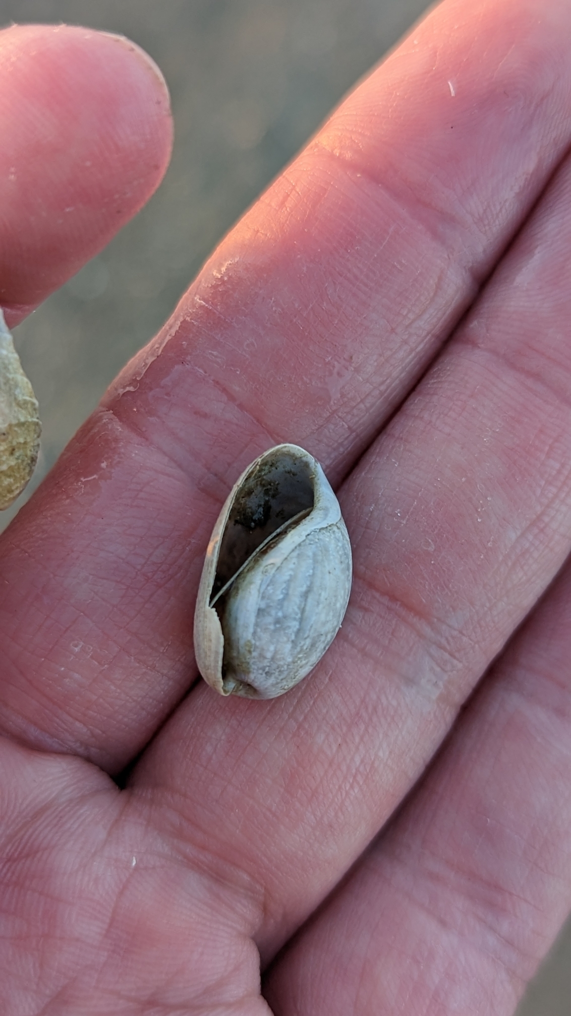 Bulla occidentalis A.Adams, 1850