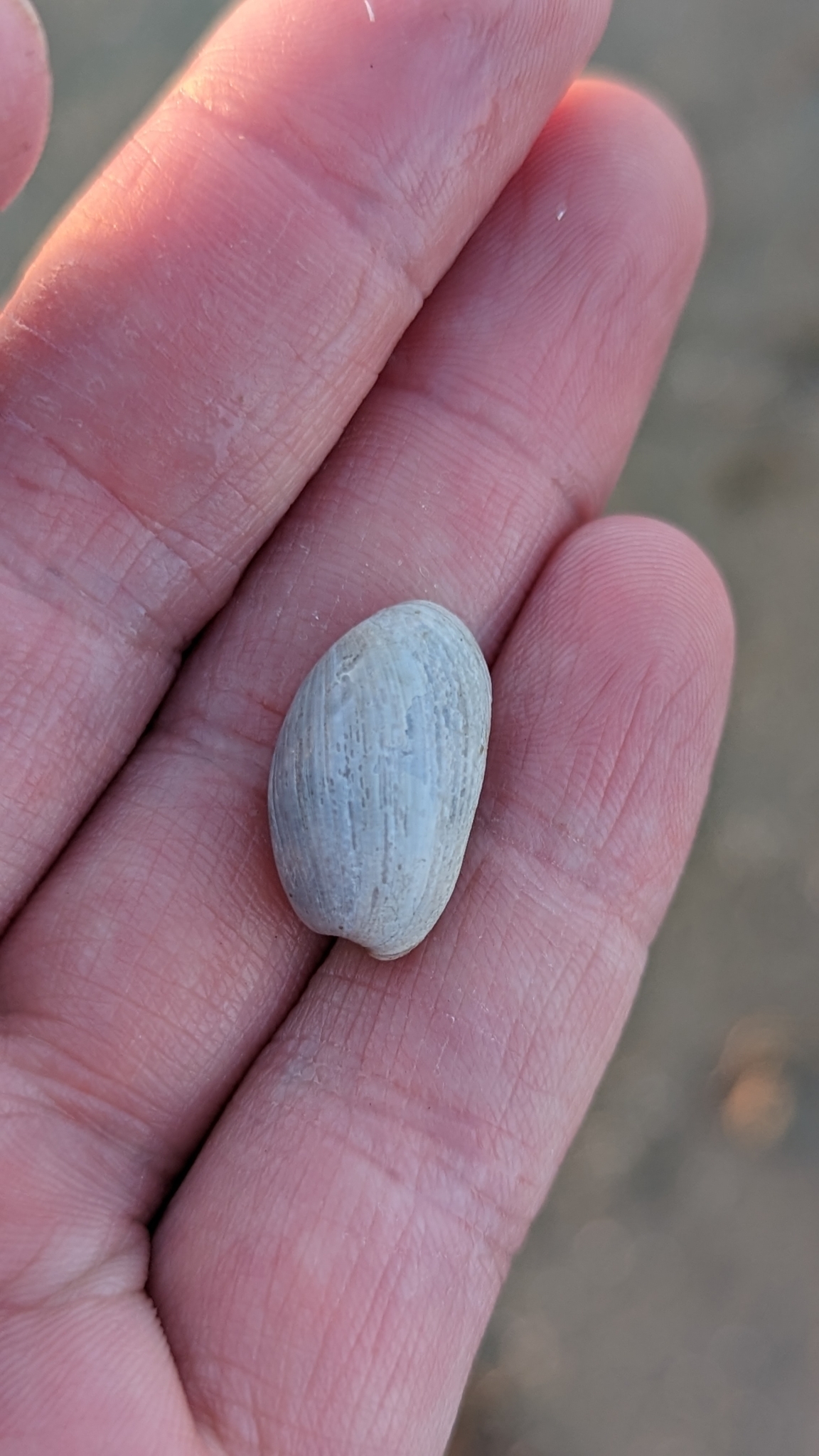 Bulla occidentalis A.Adams, 1850