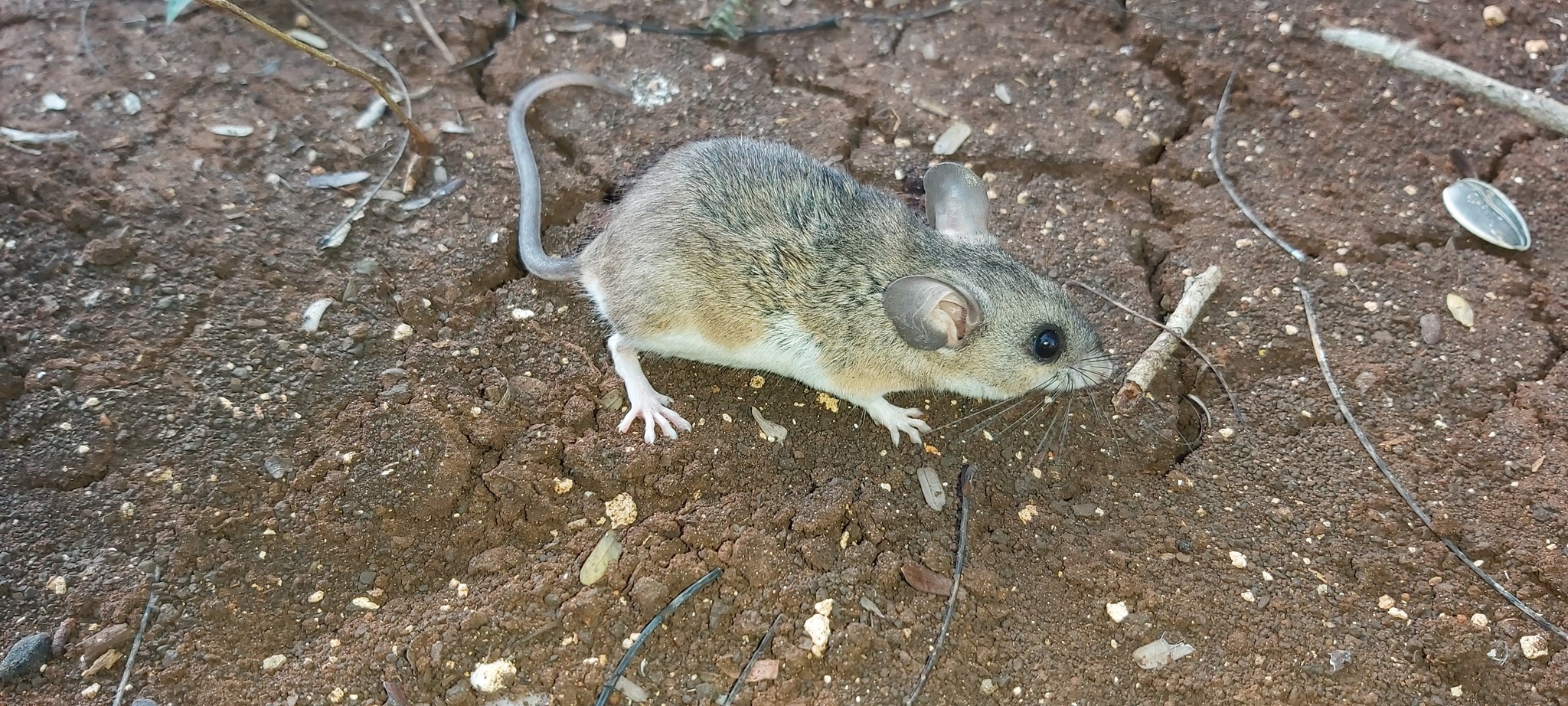 Peromyscus yucatanicus J.A.Allen & Chapman, 1897