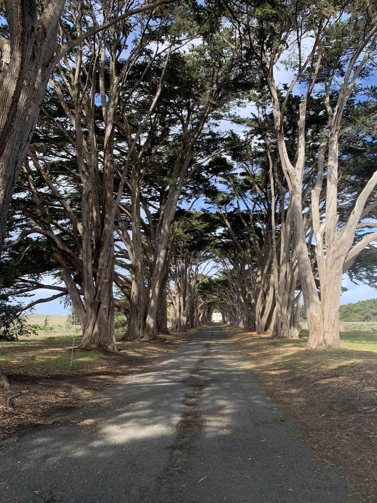 Monterey cypress from Point Reyes National Seashore, Inverness, CA, US ...