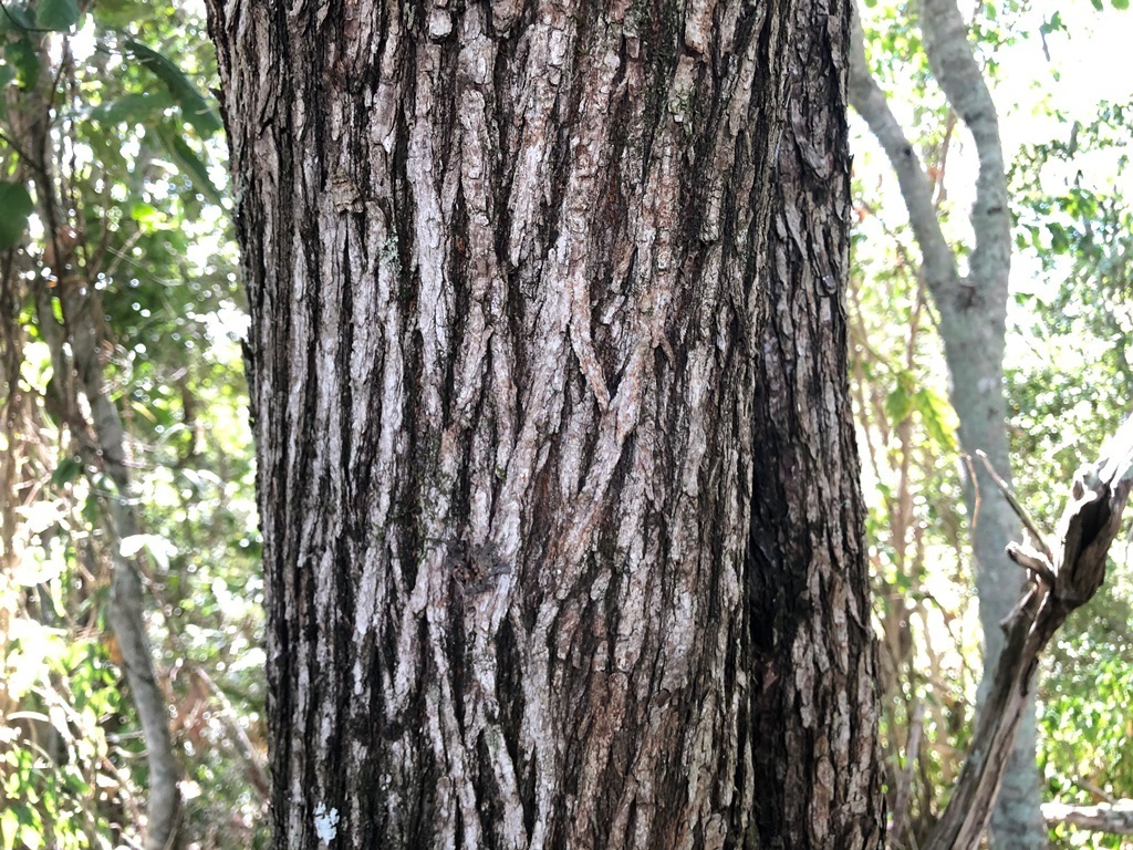 Broad Leaved Native Cherry from Coochin QLD 4310, Australia on March 5 ...
