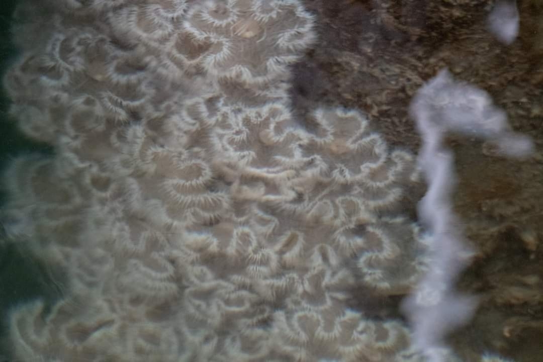 Metridium senile (Linnaeus, 1761)