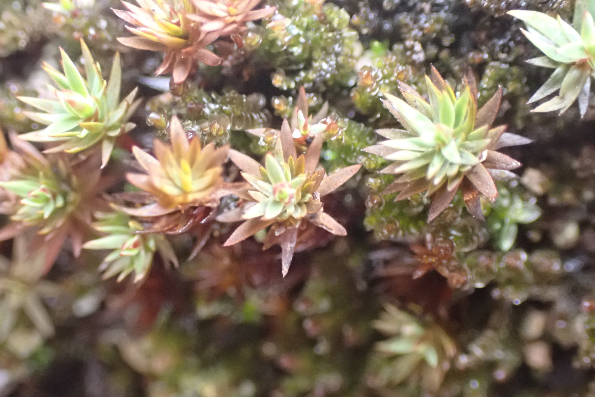 Pogonatum urnigerum Palisot de Beauvois, 1805