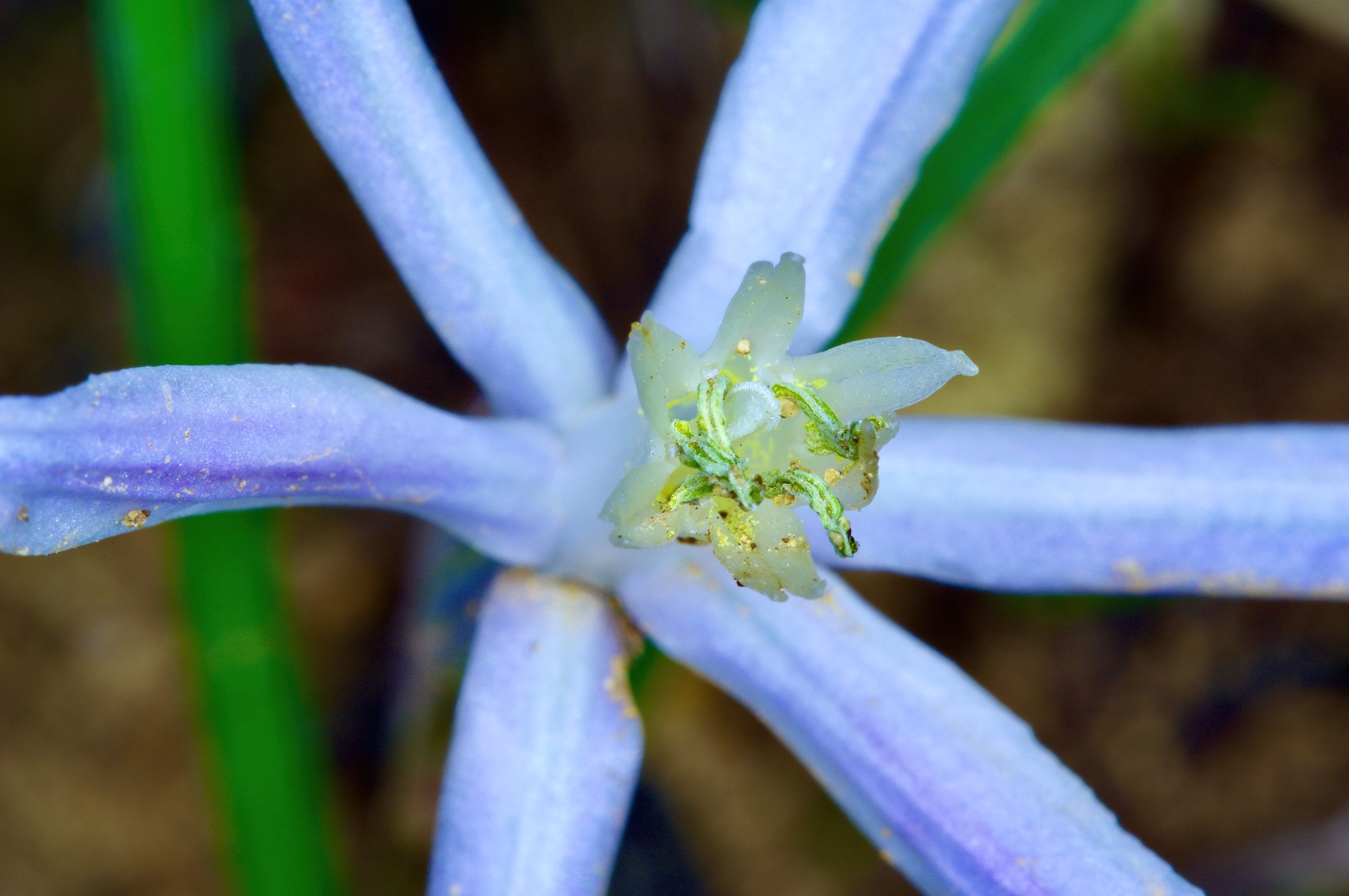 Androstephium coeruleum (Scheele) Greene