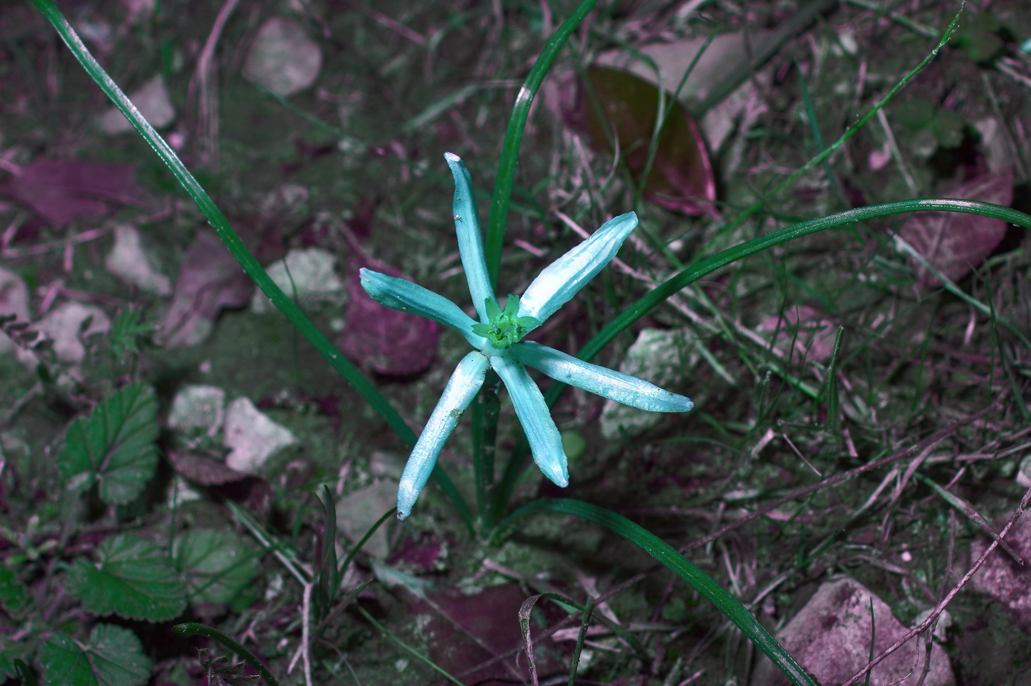 Androstephium coeruleum (Scheele) Greene