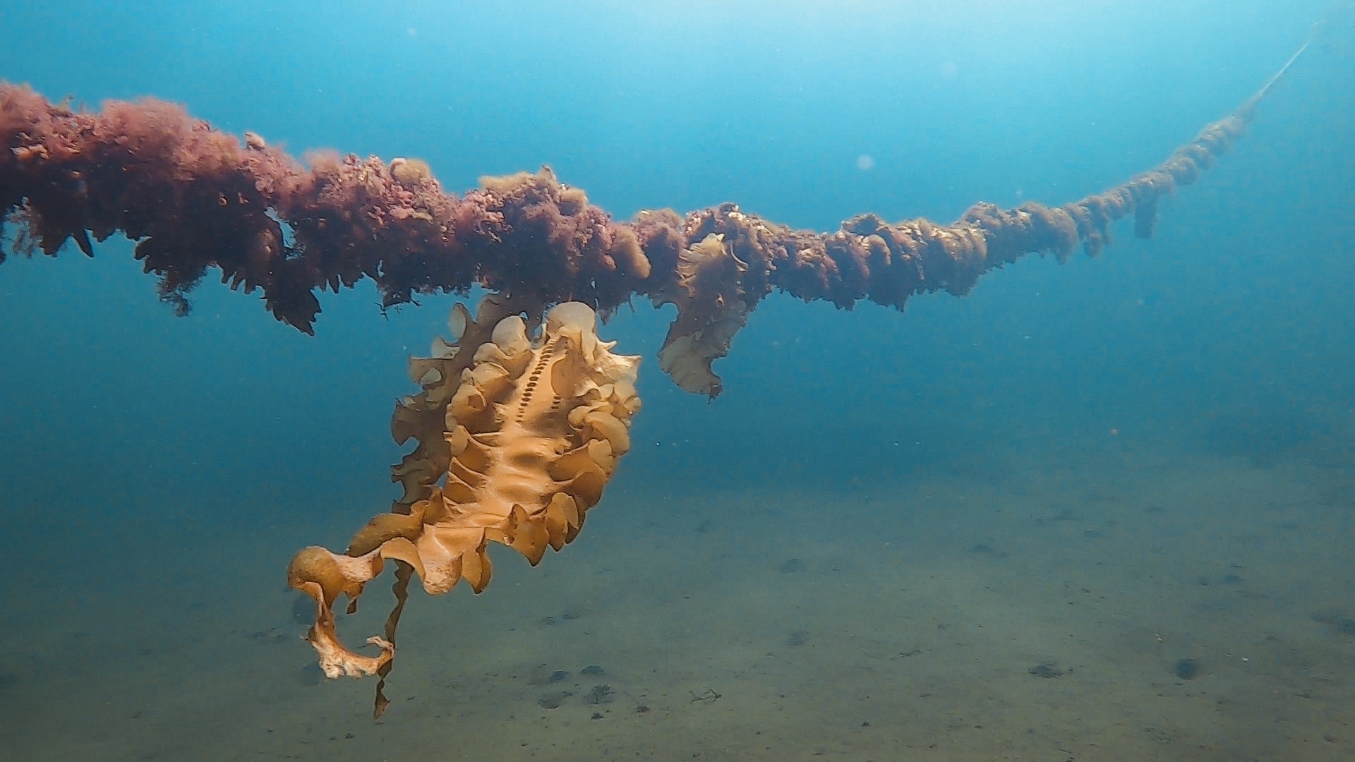 Saccharina Stackhouse, 1809