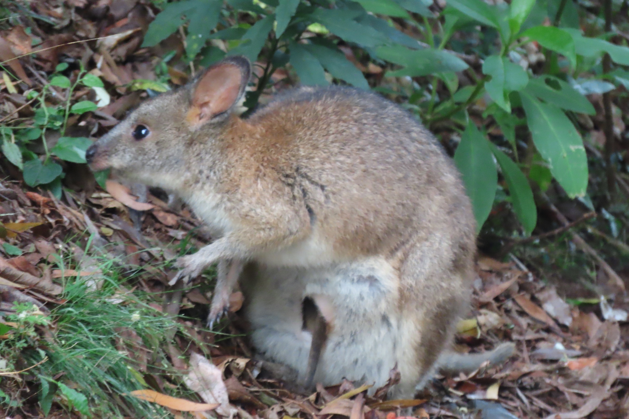 Thylogale thetis (Lesson, 1828)