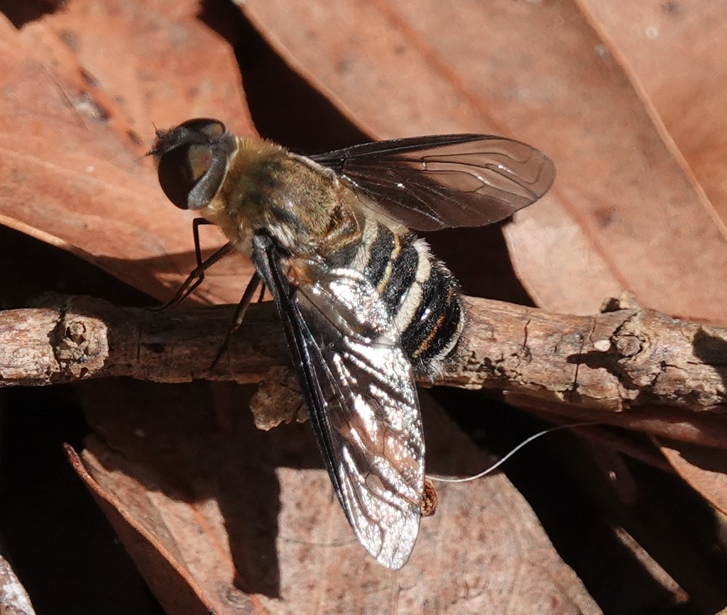 banded bee flies from Heathmont VIC 3135, Australia on March 06, 2023 ...