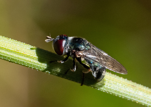 Microdon rieki · iNaturalist