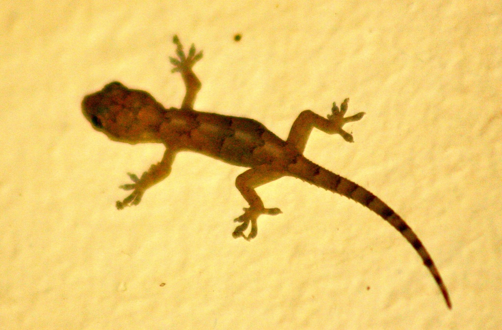 Tropical House Gecko from skukuza on March 15, 2011 by Scott Loarie ...