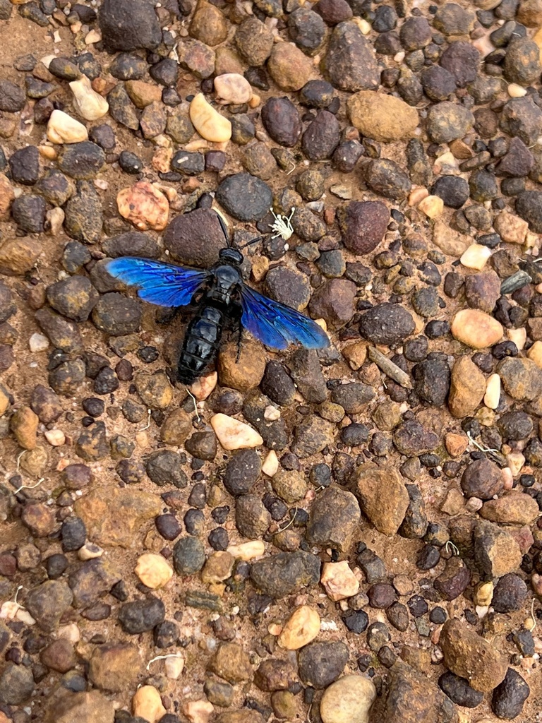 Blue Flower Wasp from Golden Plains Shire, Bannockburn, VIC, AU on ...