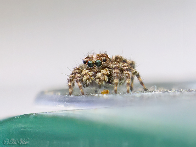 Asiatic Wall Jumping Spider from Palmview South, TX 78572, USA on March ...