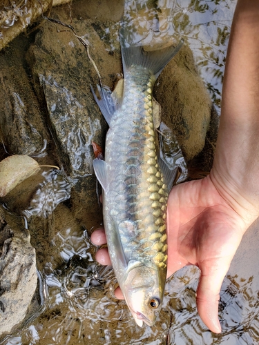 Neolissochilus blanci · iNaturalist