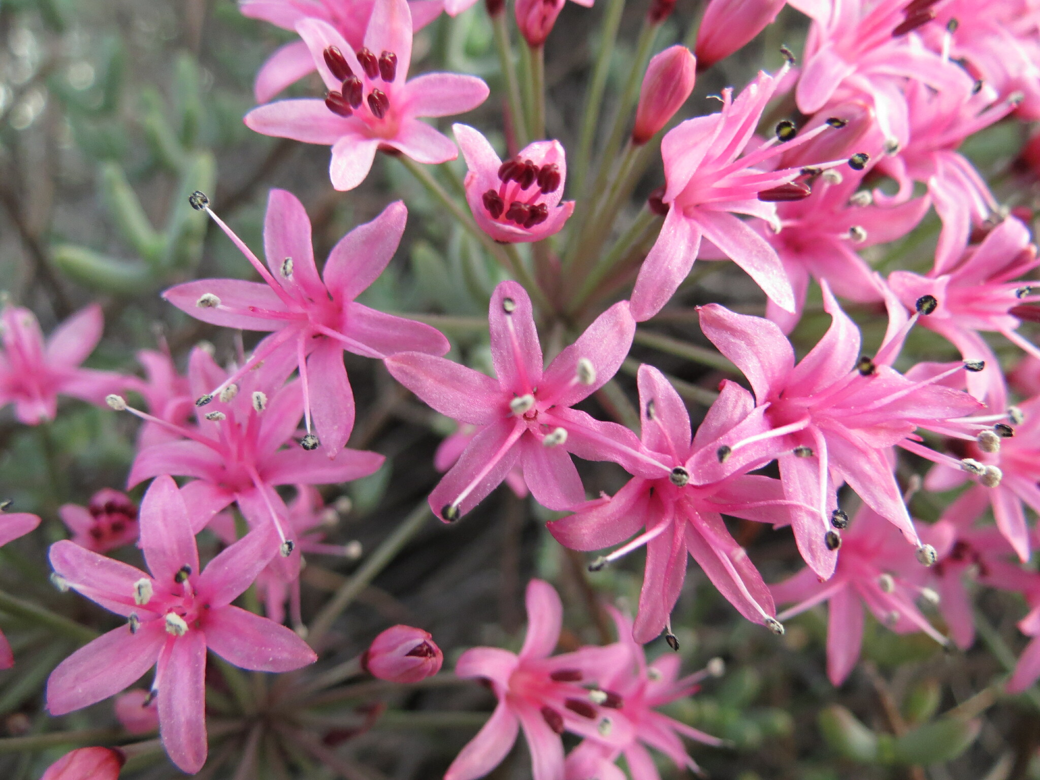 Hessea breviflora Herb.