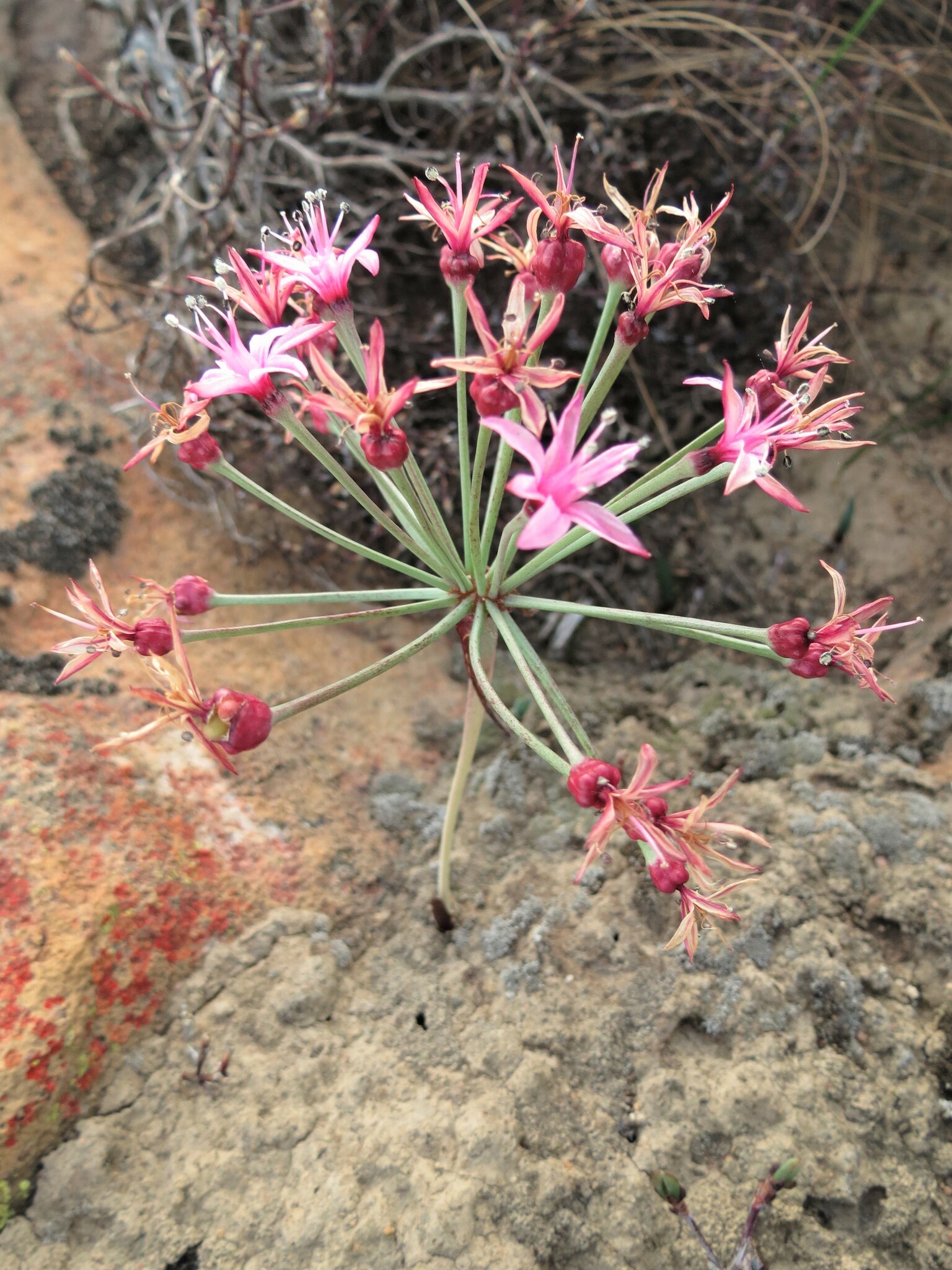Hessea breviflora Herb.
