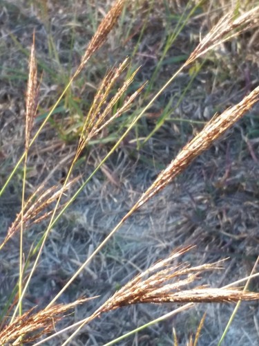 king ranch bluestem (Plants of Dallas/Fort Worth) · iNaturalist