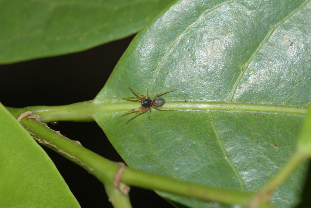 Entelegyne Spiders from Palakkad, Kerala, India on February 24, 2023 at ...