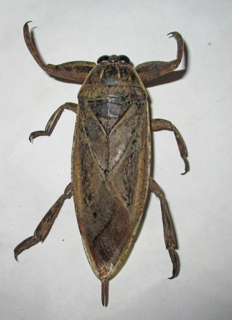 African Giant Water Bug from Serowe on March 01, 2023 by Botswanabugs ...