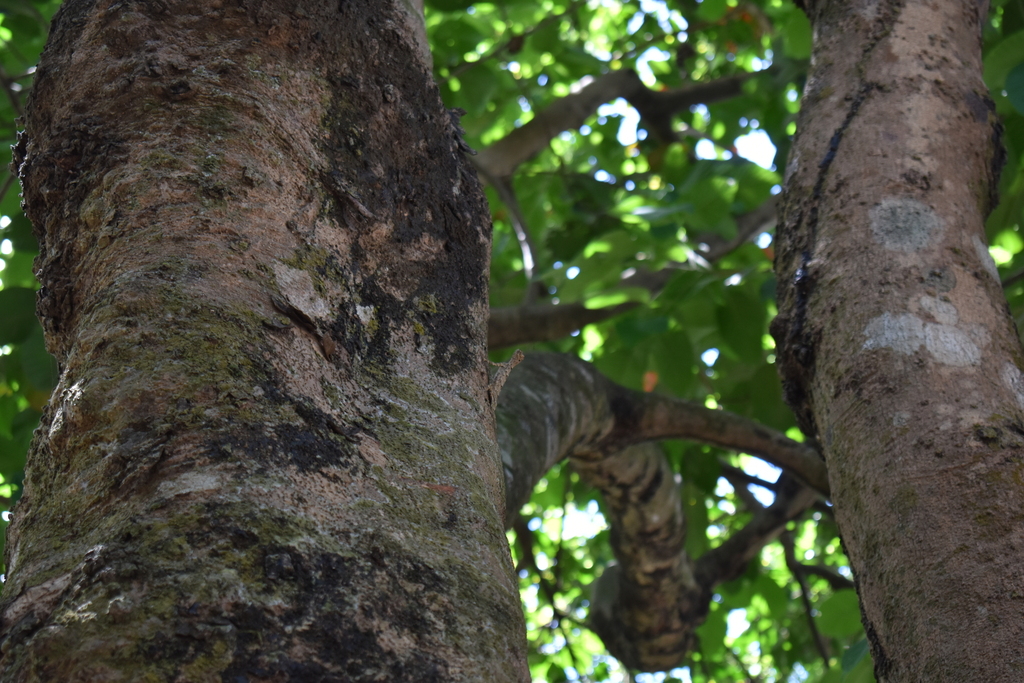 Philippine Flying Dragon from Taytay, 1920 Rizal, Philippines on ...