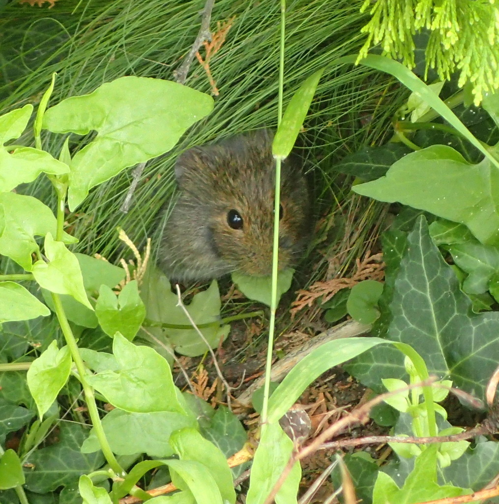 Four-striped Grass Mouse from Duinzicht, Brenton-on-Sea, 6570, South ...