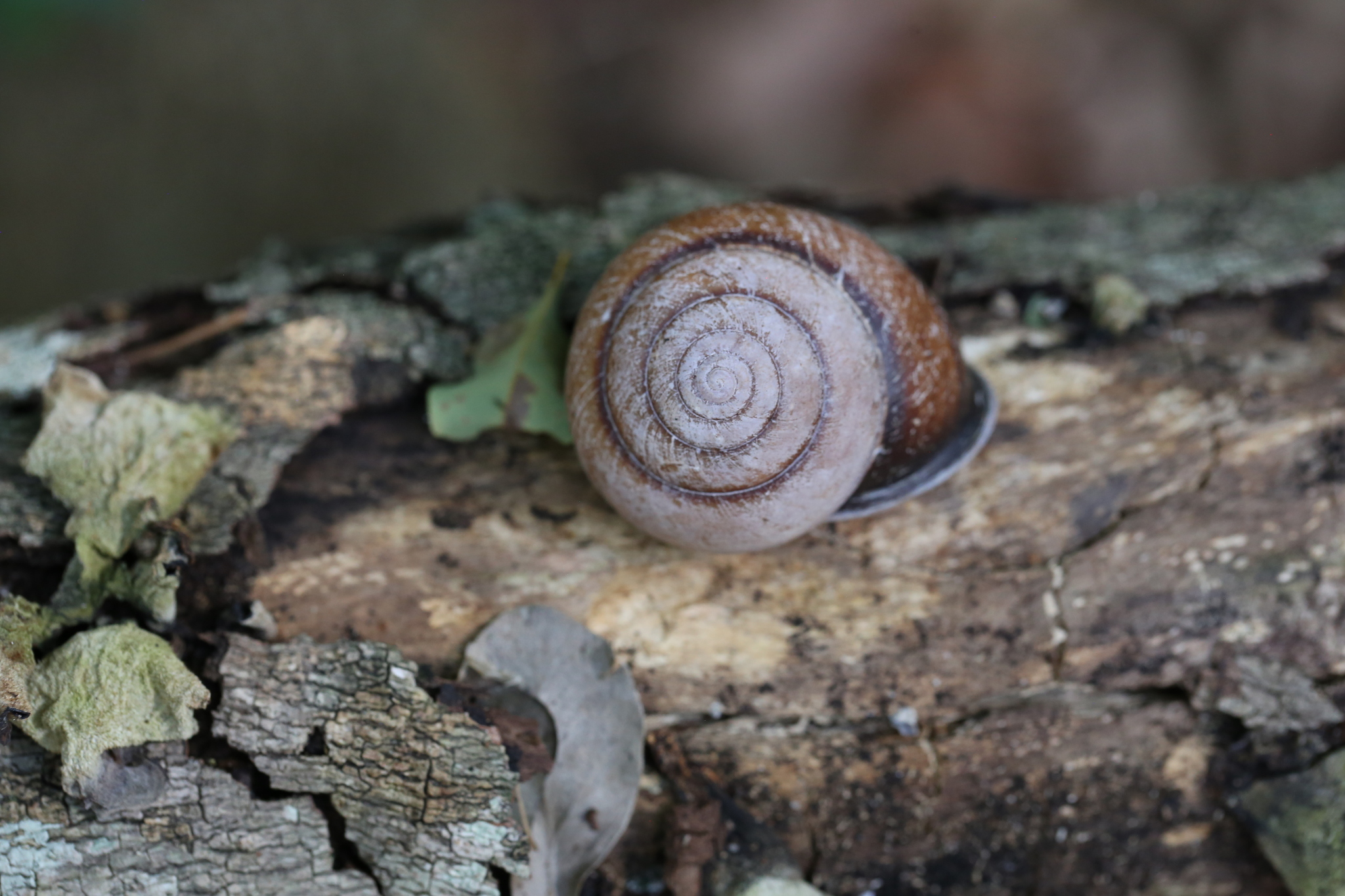 Sphaerospira Mörch, 1867