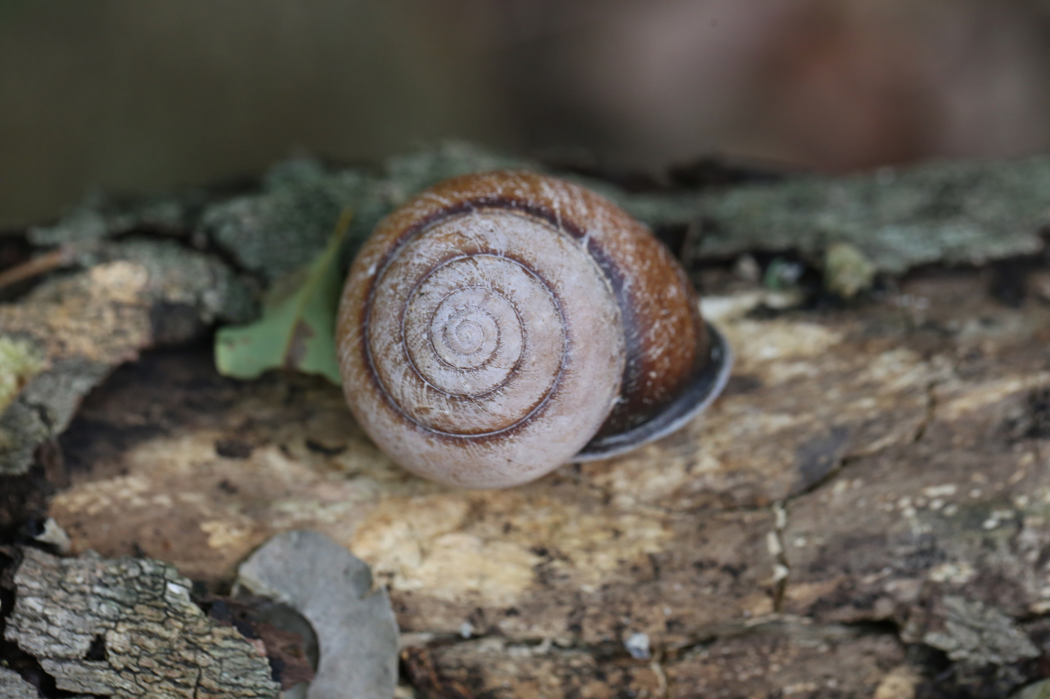 Sphaerospira Mörch, 1867