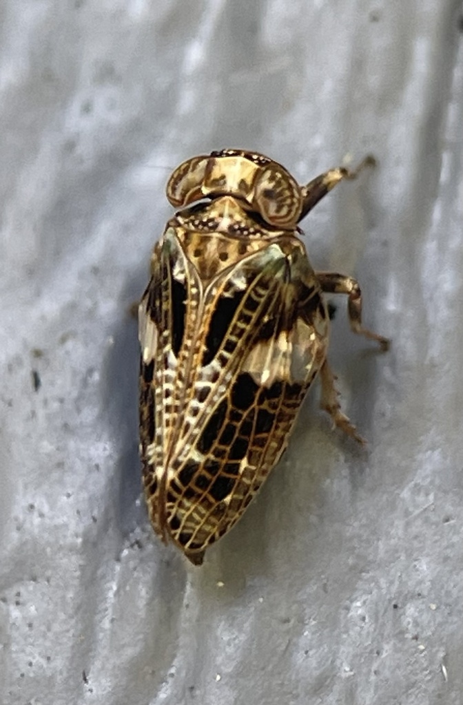 Issid Planthoppers from Boundary Tk E, Frankston South, VIC, AU on ...
