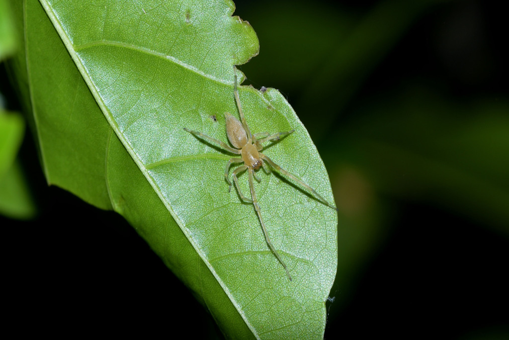Entelegyne Spiders from Palakkad, Kerala, India on February 23, 2023 at ...
