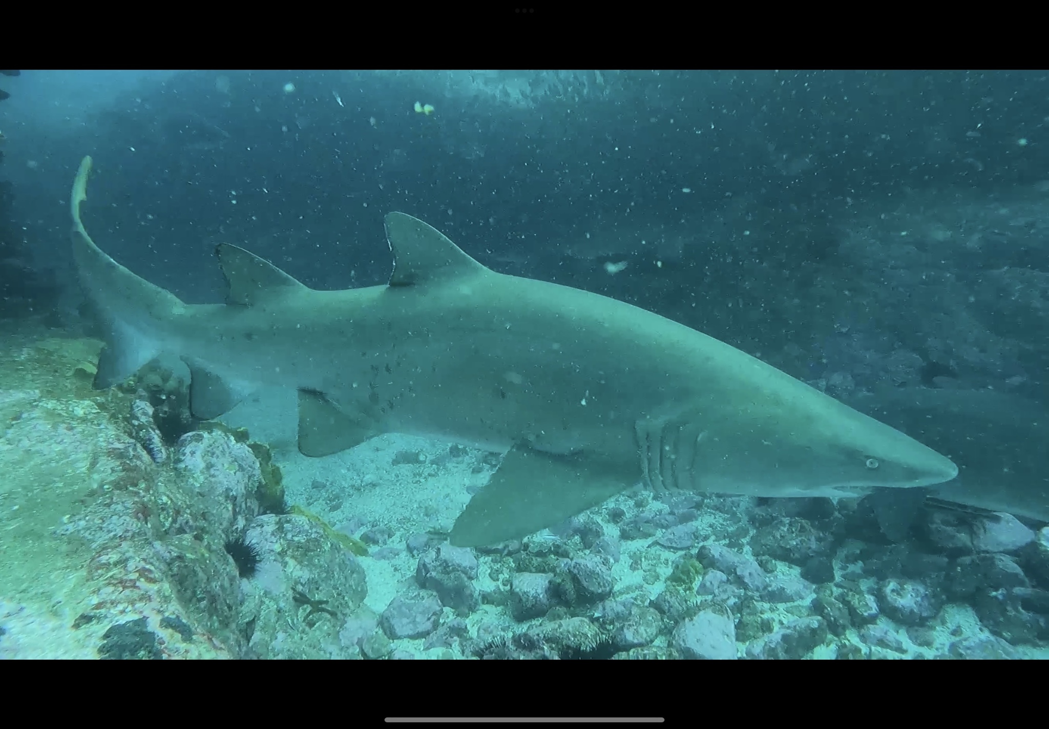 Lamniformes