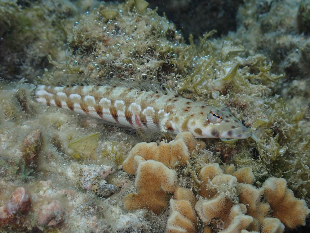 Parapercis millepunctata (Günther, 1860)