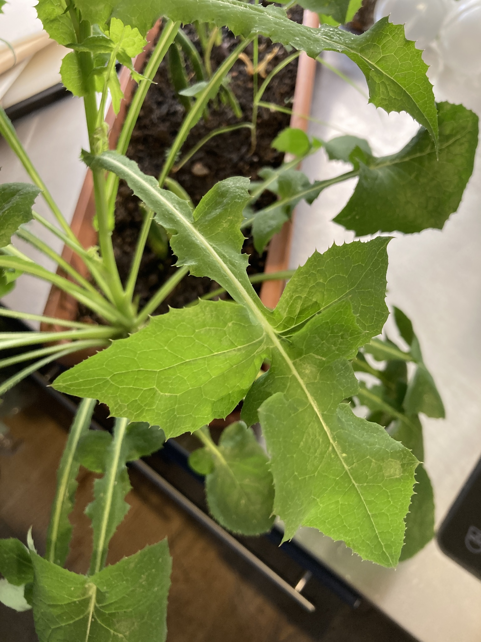 Sonchus oleraceus L.