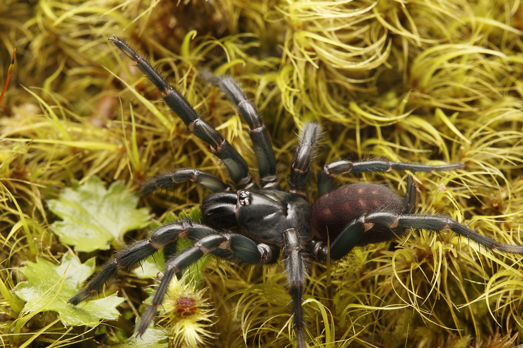 Banded Tunnelweb Spiders from Westland District, West Coast, New ...