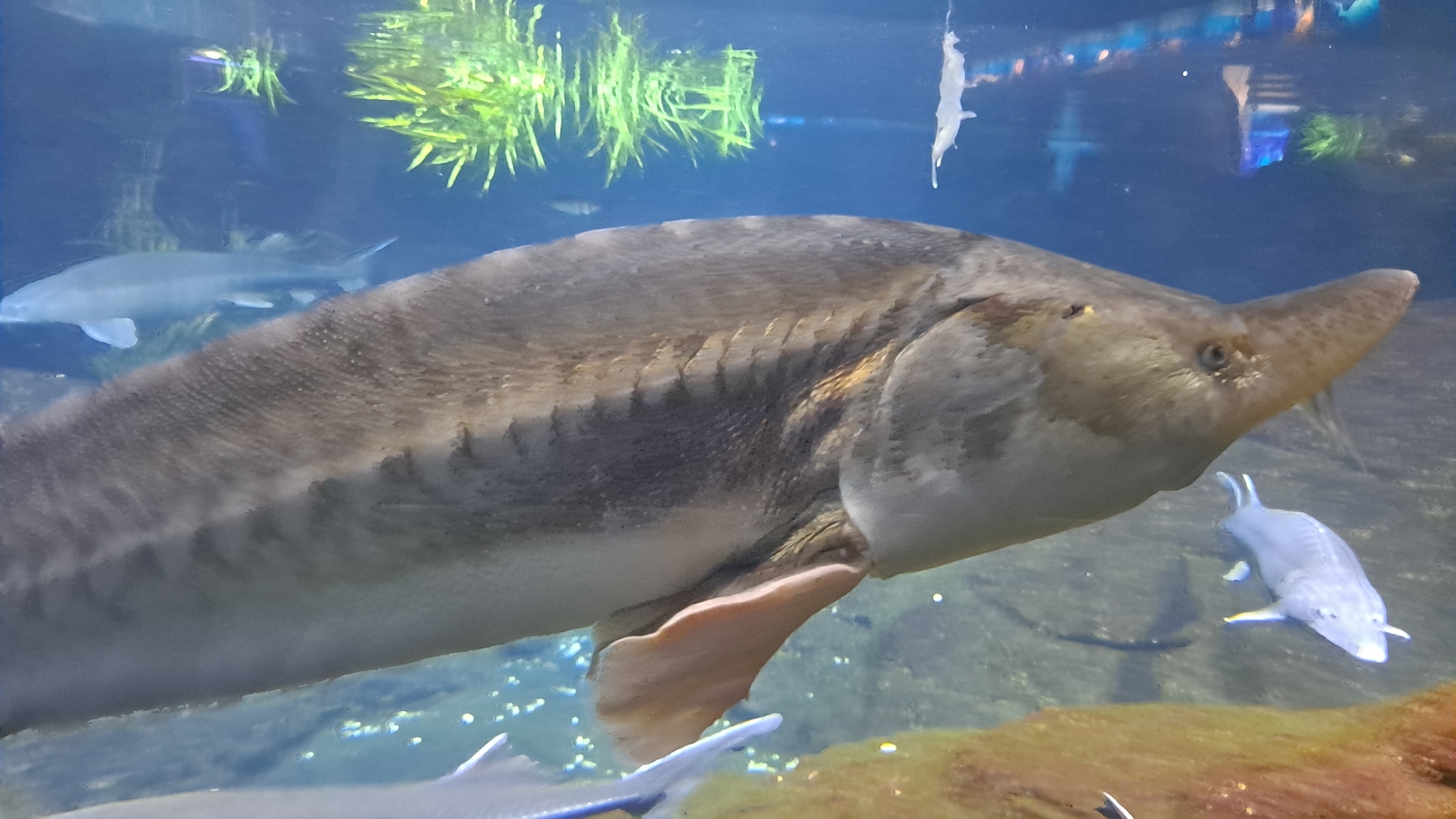 Beluga Fish Eurasia