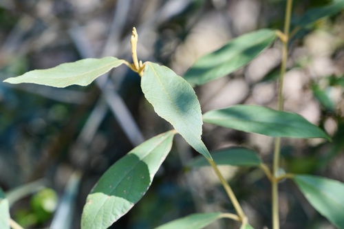 Callicarpa integerrima · NaturaLista Colombia