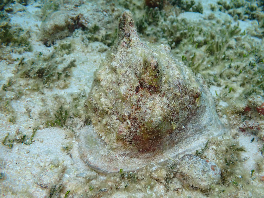 Horned Helmet Snail from Majuro Atoll, Îles Marshall on February 28 ...