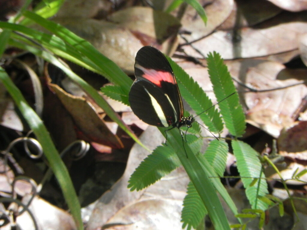 Red Postman from SCEN - Brasília, DF, 70297-400, Brasil on March 2 ...