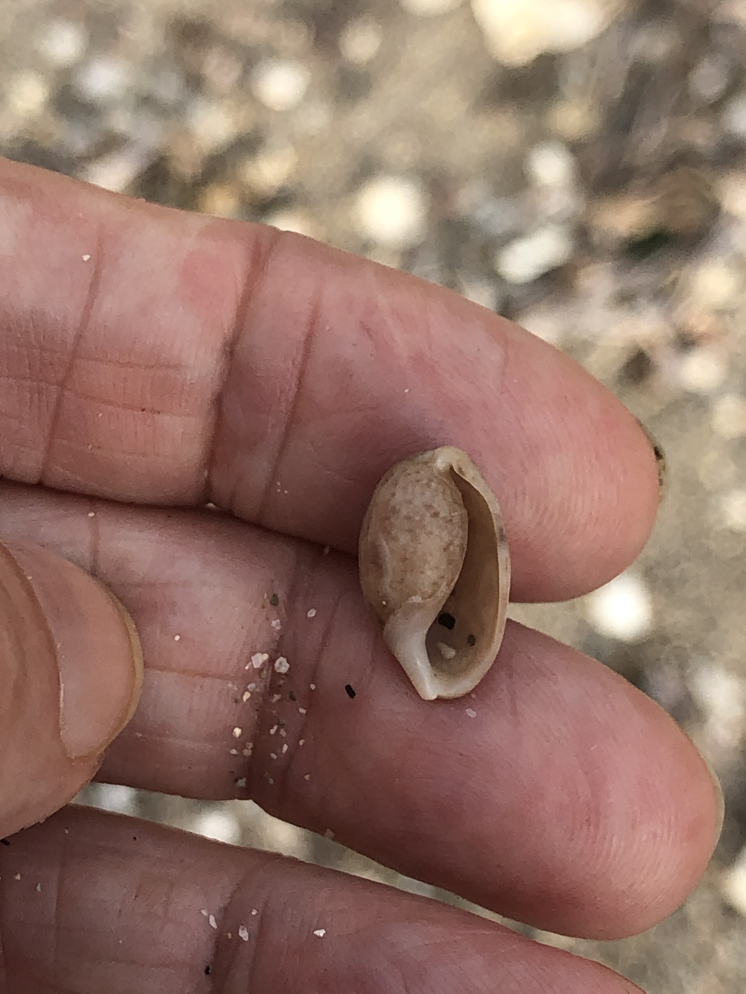 Bulla occidentalis A.Adams, 1850